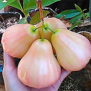 Jenis Tanaman Jambu Air & Keunggulanya